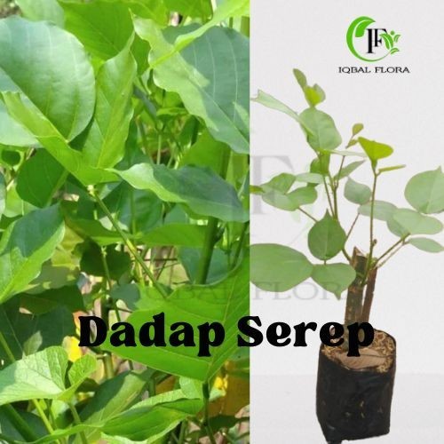 Jual Dadap serep Tanaman Herbal dadap serep | Shopee Indonesia