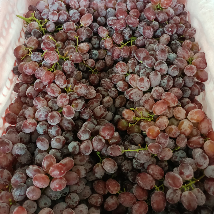 Jual ANGGUR CRIMSON MERAH TANPA BIJI | Shopee Indonesia