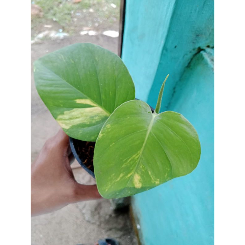 Jual Tanaman Hiasa Araceae / Sirih gading variegata | Shopee Indonesia