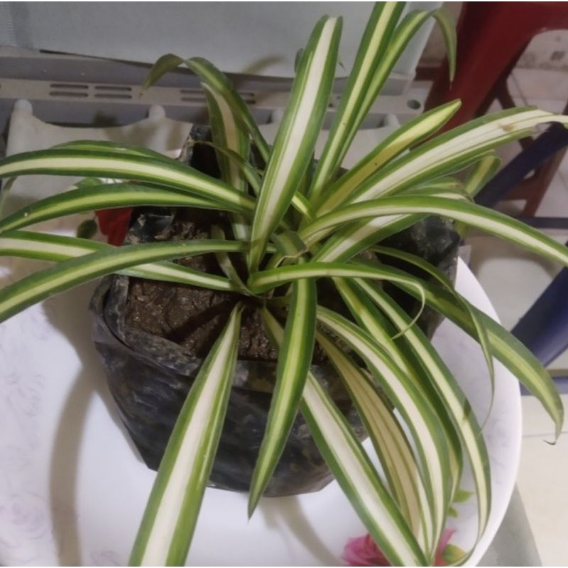 Jual Bibit tanaman Spiderplant / spider plant | Shopee Indonesia