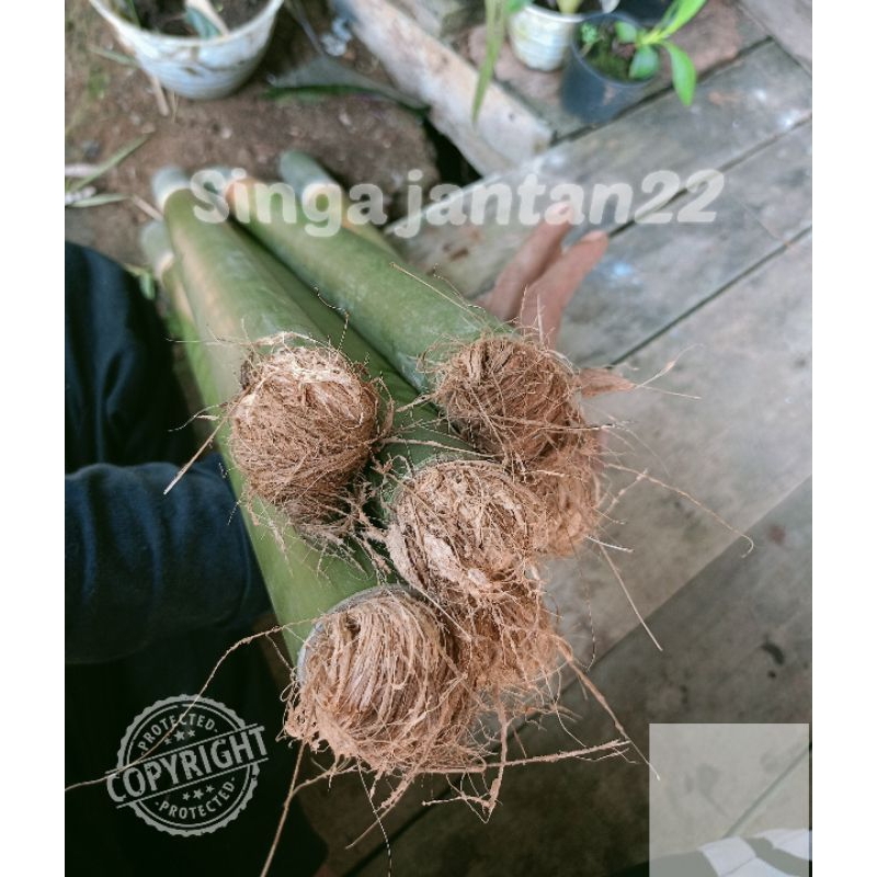 Jual Obor bambu buluh sudah ada sumbu bisa untuk camping dan pawai obor ...