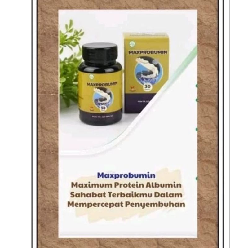 Jual Maxprobumin ( Ekstrak Ikan Gabus 500mg ) | Shopee Indonesia