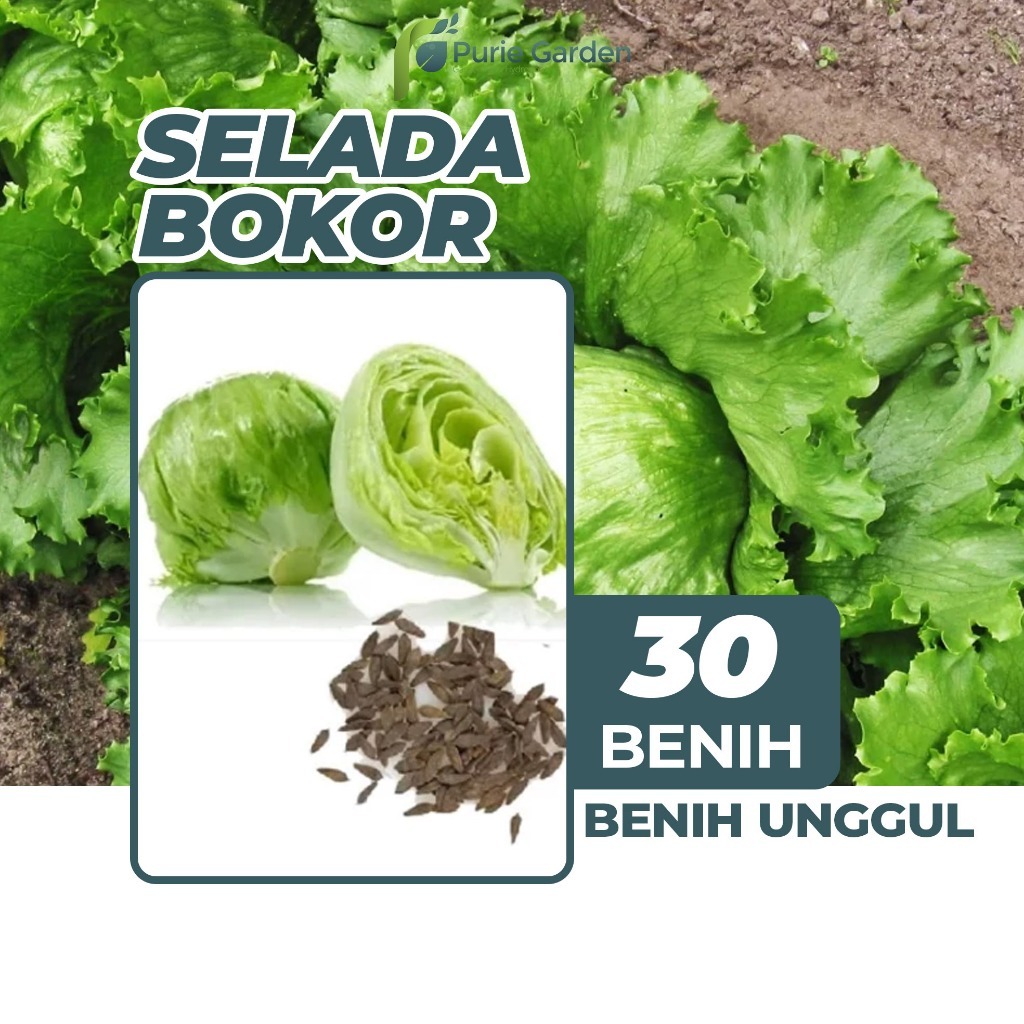 Jual Benih Bibit Selada Bokor Head Lettuce 30 Benih Purie Garden | Shopee Indonesia