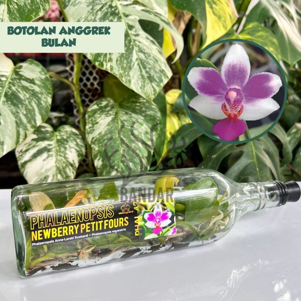 Jual Anggrek Bulan Botol NEWBERRY PETIT FOURS Sundul Botol Warna Unik ...