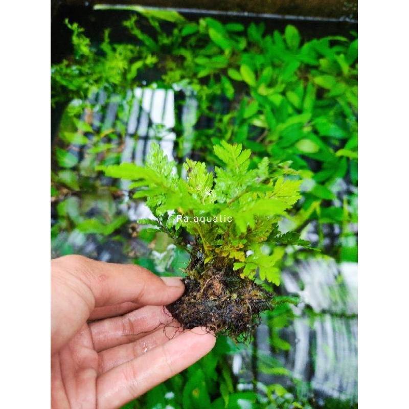 Jual pakis air tanaman aquascape - pakis rujuk- hiasan aquarium ...