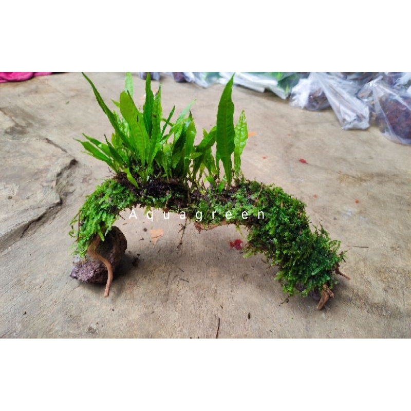 Jual Kayu rasamala terowongan/ jembatan full moss hiasan aquarium ...