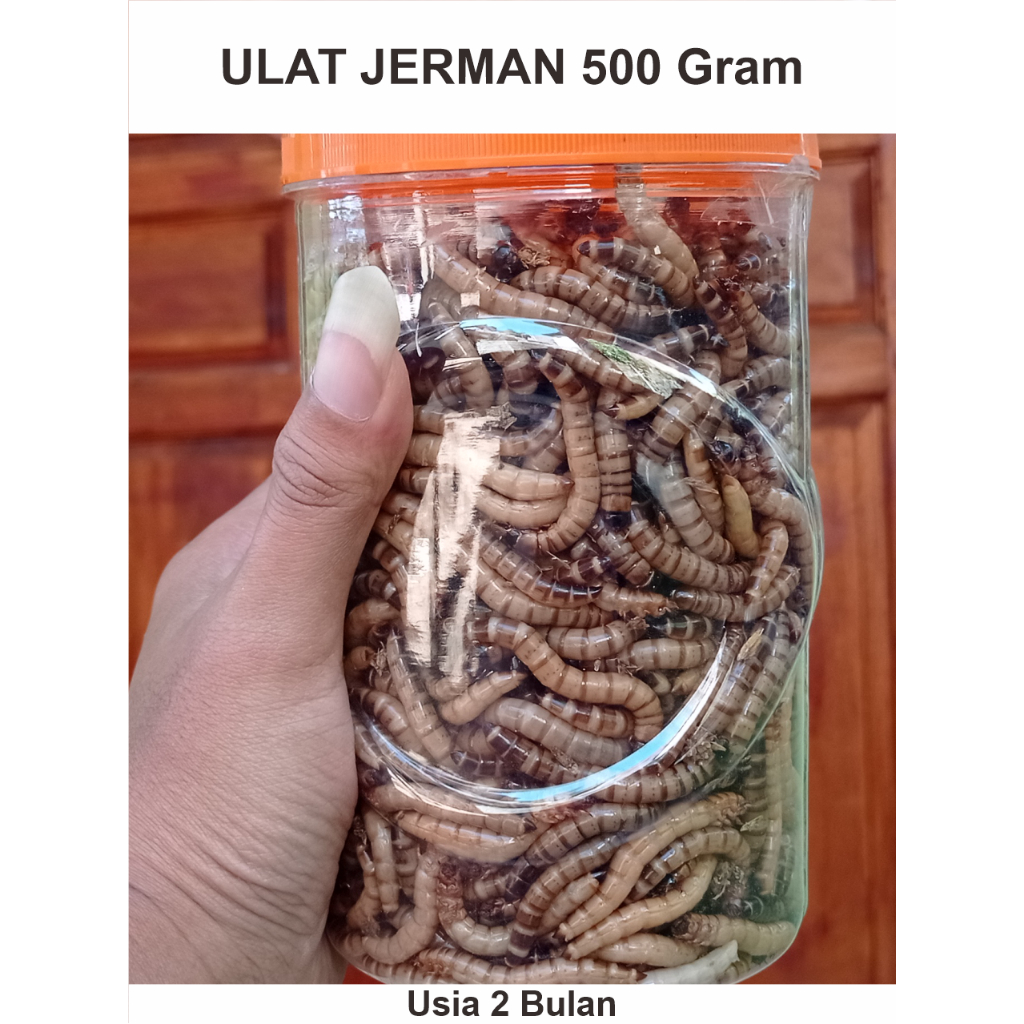 Jual Ulat Jerman Segar 500 Gram Untuk Pakan | Shopee Indonesia