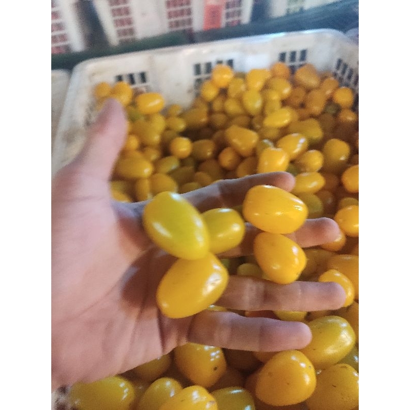 Jual tomat ceryy kuning berat 500grm | Shopee Indonesia