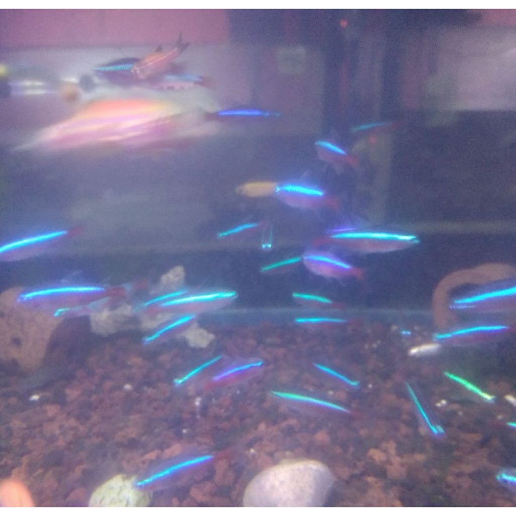 Jual Neon Cardinal Tetra - Ikan Hias Air Tawar | Shopee Indonesia