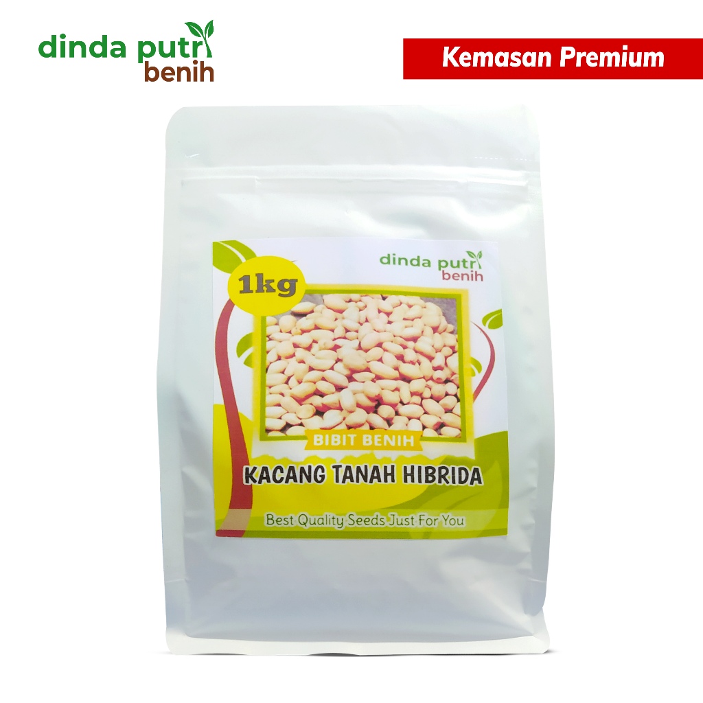 Jual kacang tanah kulit putih benih terbaik isi 1000gr(1kg) new ...