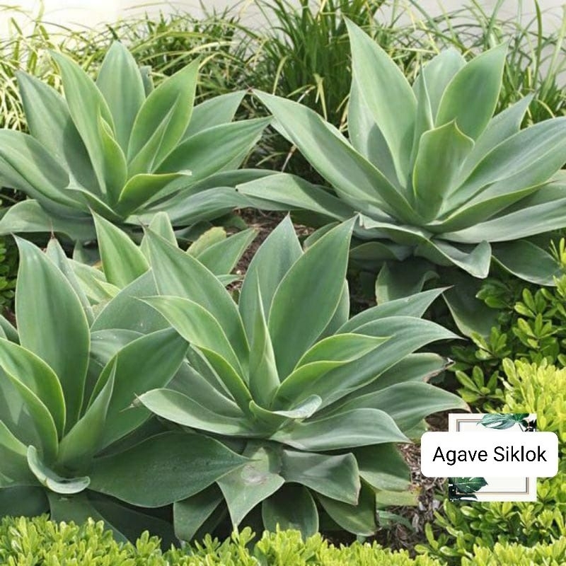 Jual Tanaman Siklok /Agave Hijau / Agave Attenuata | Shopee Indonesia