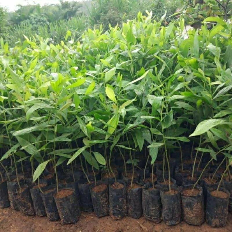 Jual BIBIT POHON AKASIA MANGIUM SUPER BELI 5 GRATIS 1 BIBIT | Shopee ...