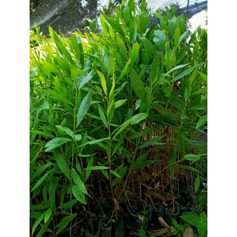 Jual Bibit Pohon Akasia Mangium Super Paket Murah 5 Bibit Gratis 1 ...