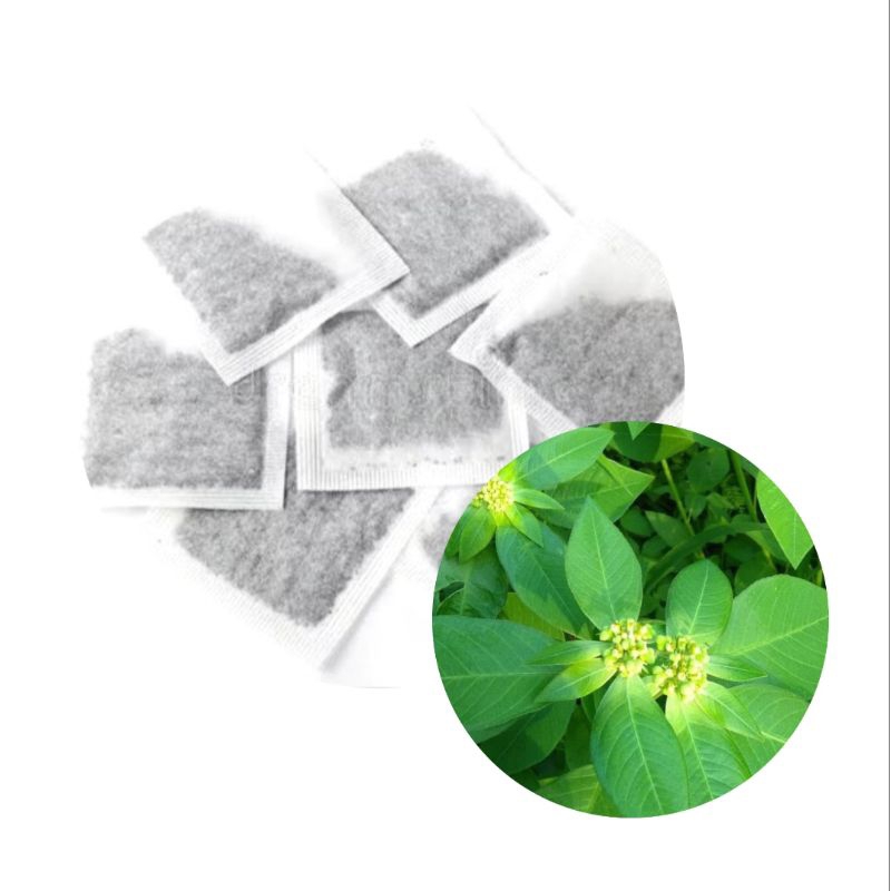Jual Teh Celup Daun Senna / Daun Patikan Mas | Shopee Indonesia