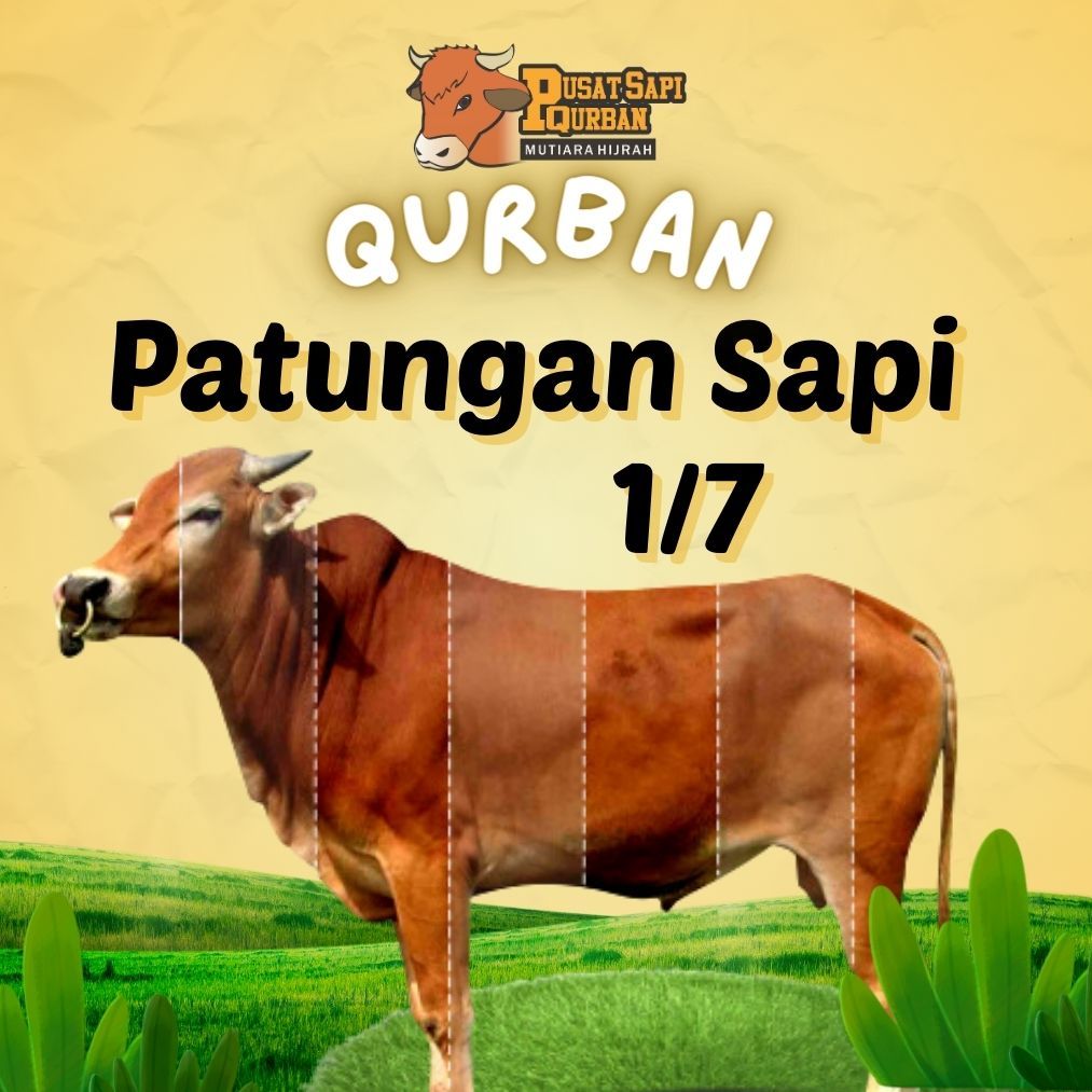 Jual Sapi Qurban Syirkah Untuk 7 Orang | Shopee Indonesia
