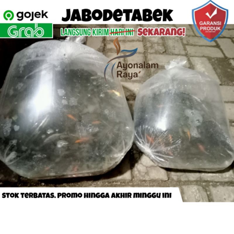 Jual Paket Pakan Ikan Predator Hidup 1 Liter Takar Kaleng - Ikan Mas ...