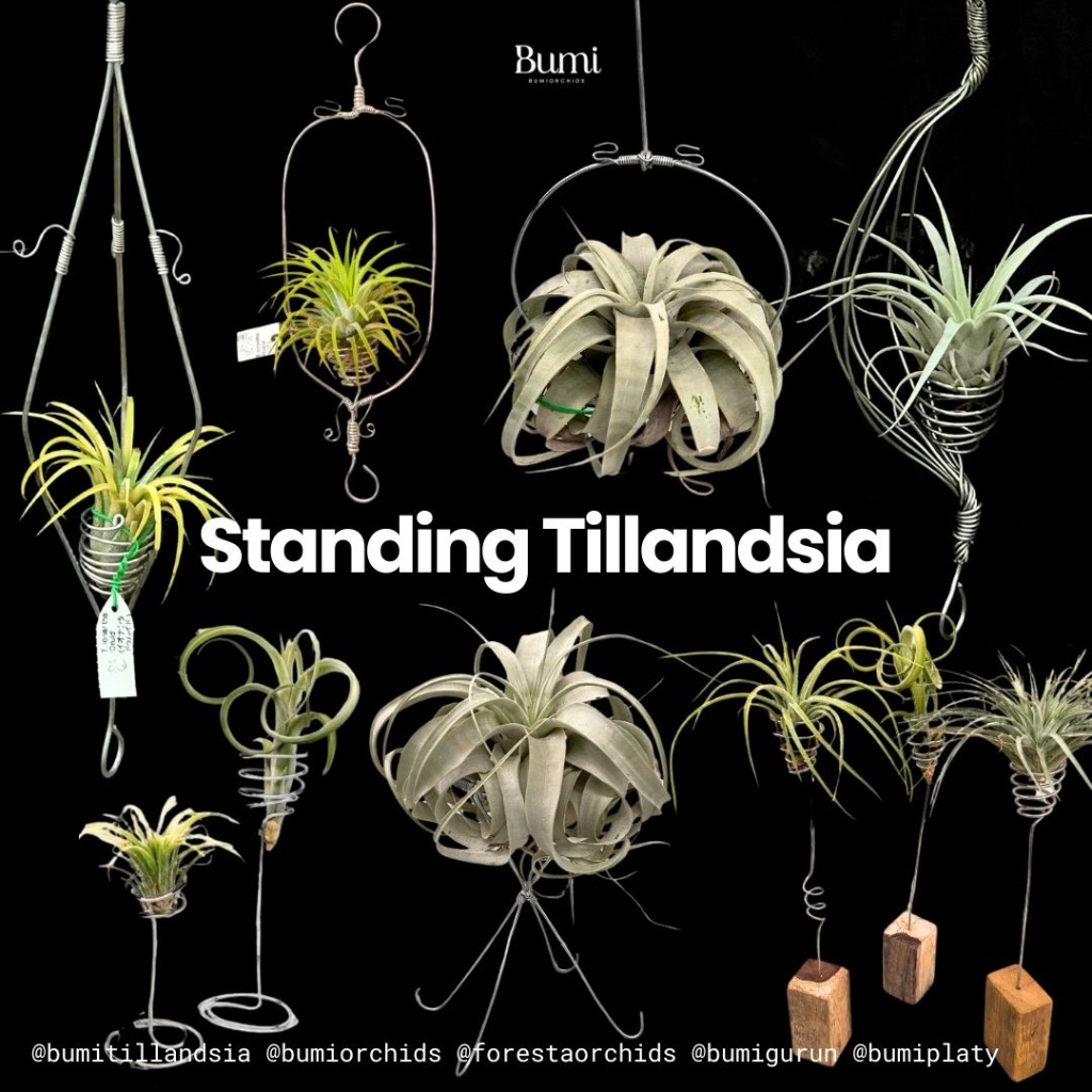 Jual Aneka Standing Gantungan Tillandsia - Air Plants Hiasan Alas Pot ...