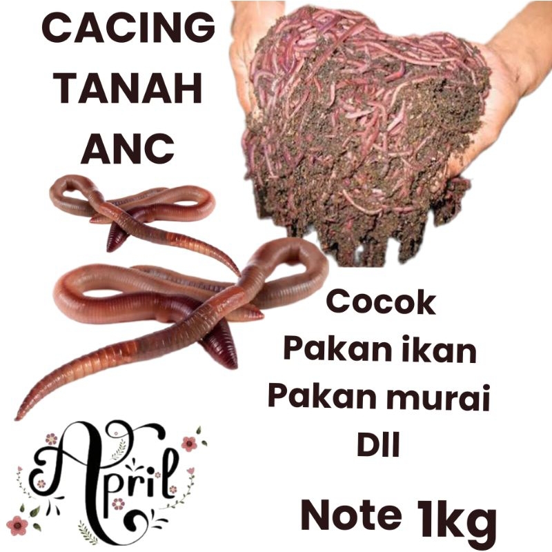 Jual cacing tanah 1 kg cacing tanah anc 1kg umpan mancing pakan unggas ...