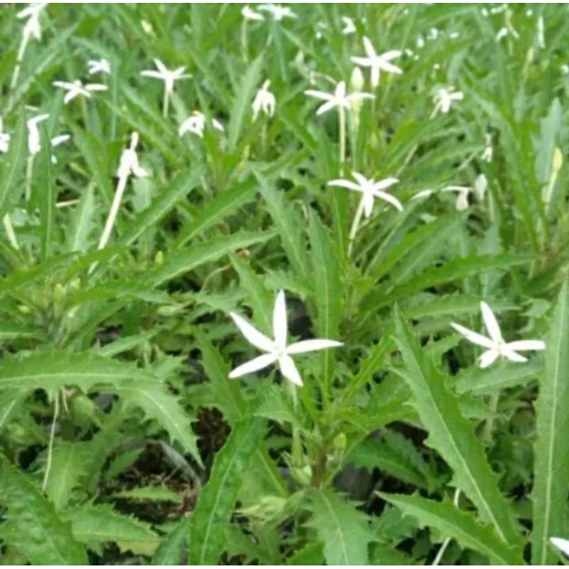 Jual pohon/tanaman kitolod/korejat herbal untuk kesehatan mata (mata ...