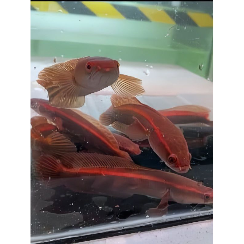 Jual RED LEMPUYANG (KUALITAS SUPER RED) | Shopee Indonesia