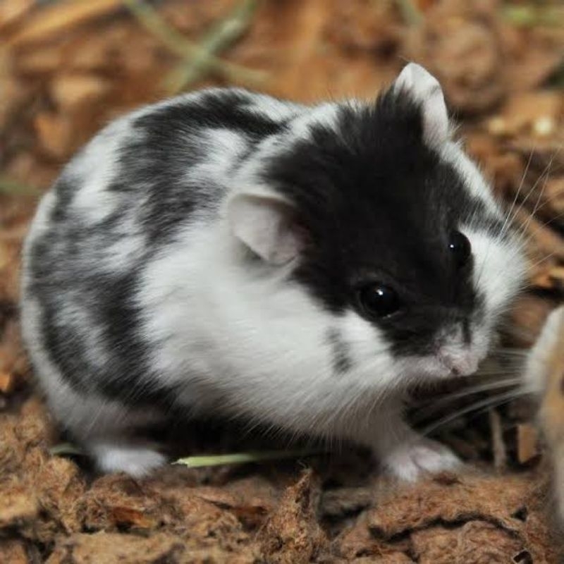 Jual Campble | Shopee Indonesia