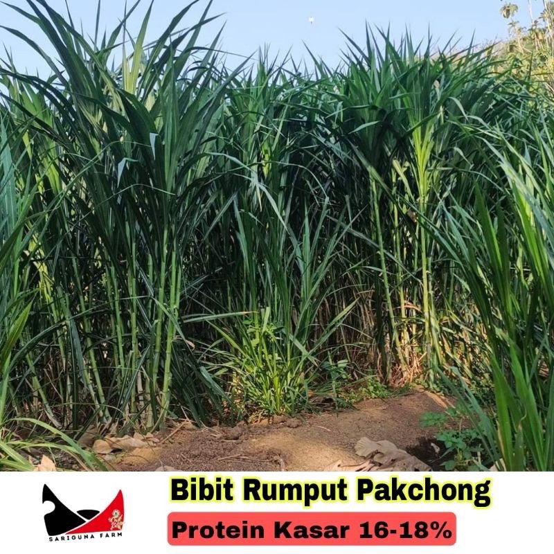 Jual Bibit Pakcong pakchong Super 1KG | Shopee Indonesia