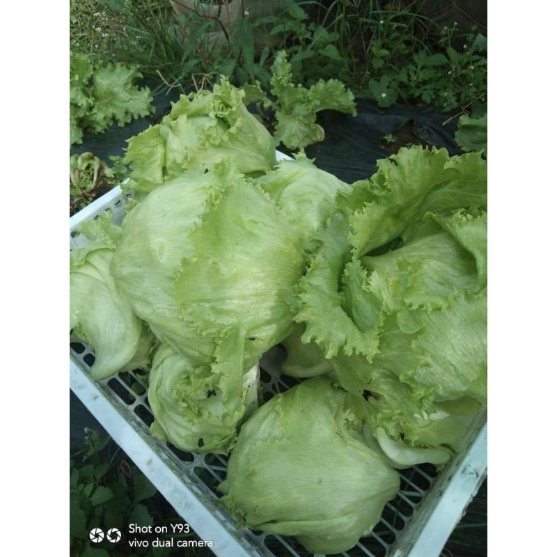 Jual head lettuce/selada bulat/sayur kebab kemasan ekonomis 500gram ...