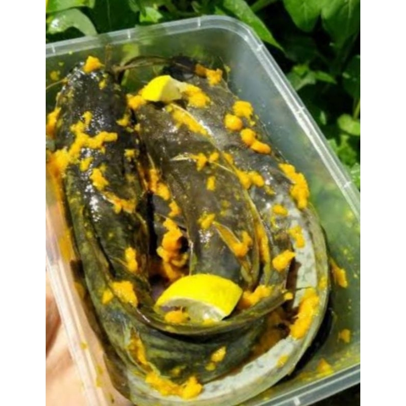 Jual Ikan Lele Bumbu | Shopee Indonesia