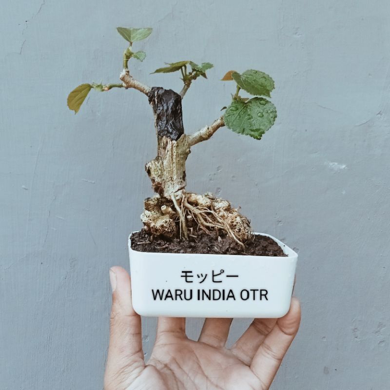 Jual BONSAI WARU INDIA ONTHEROCK real pict | Shopee Indonesia