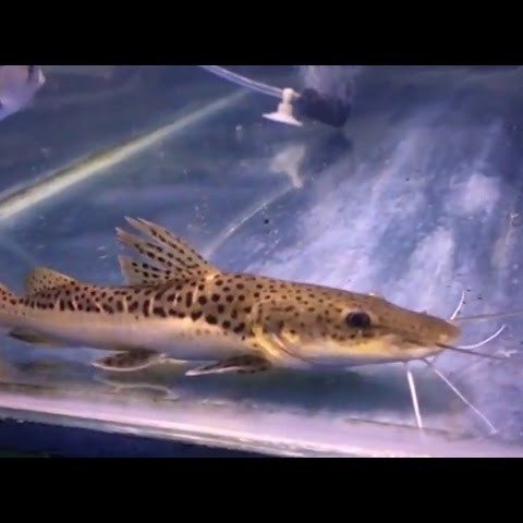 Jual Leopard Catfish - Ikan Hias Predator Aquarium Kolam KHUSUS GOJEK ...
