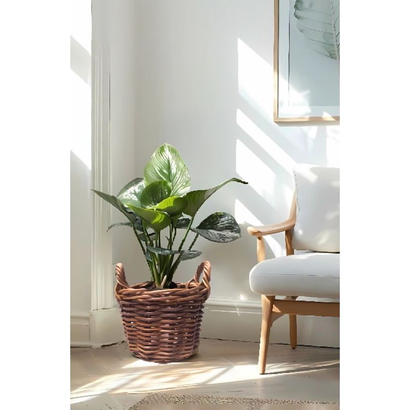 Jual Keranjang Pot/ Pot Cover / Pot Rotan / Rattan Basket | Shopee ...