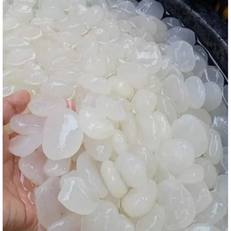 Jual Kolang Kaling Segar Cangkaleng 1 Kg Asli Fresh Putih dan Bersih ...