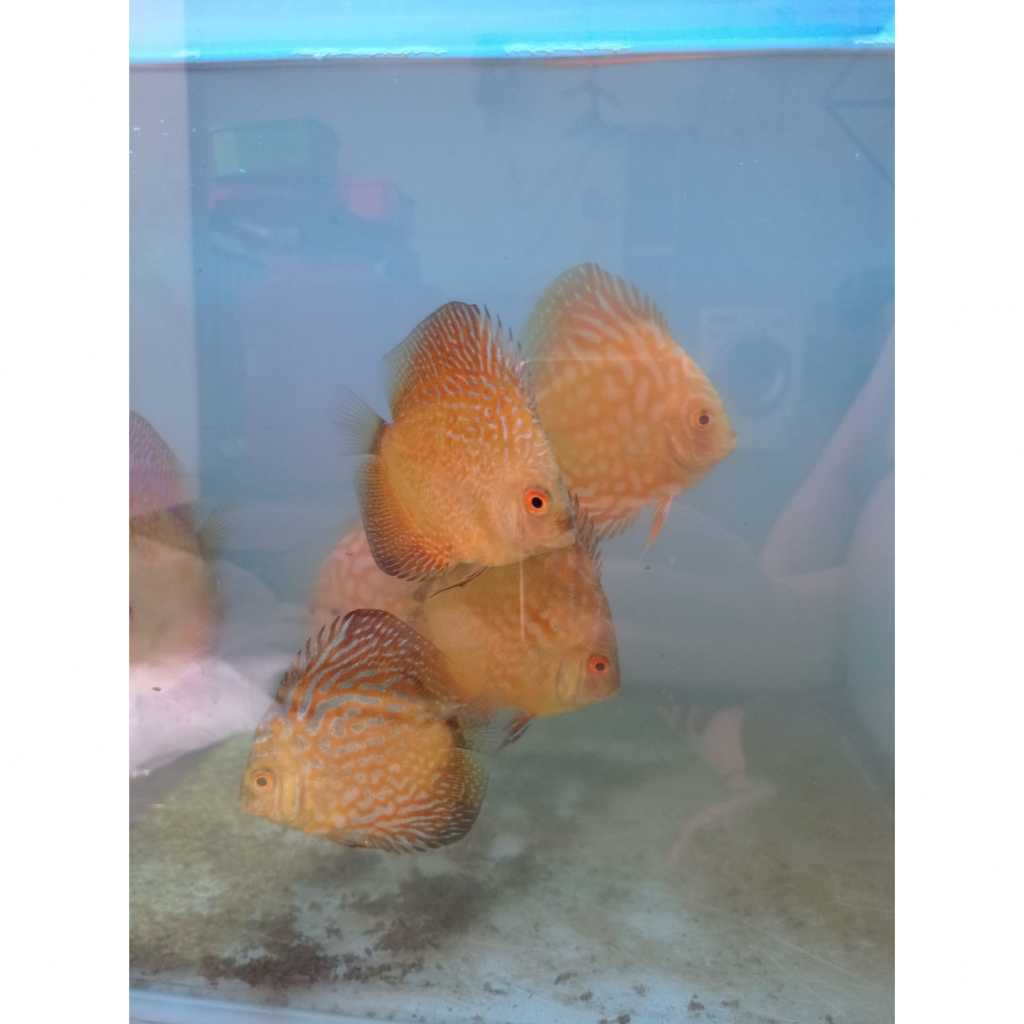 Jual Ikan Discus Golden Yellow Pigeon 1,5 cm s/d 2" inch | Shopee Indonesia