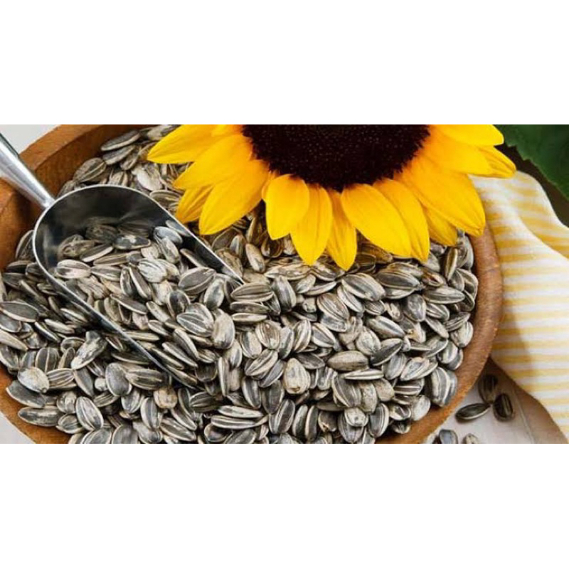 Jual Kuaci Biji Bunga Matahari 1kg Sunflower Seed Kwaci Matang