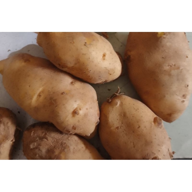 Jual Kentang 1kg | Shopee Indonesia