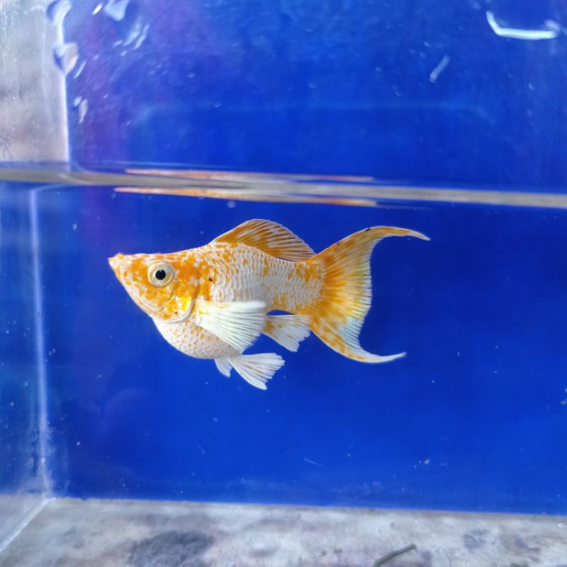 Jual ikan hias molly cagak ( golden elektrik ) | Shopee Indonesia