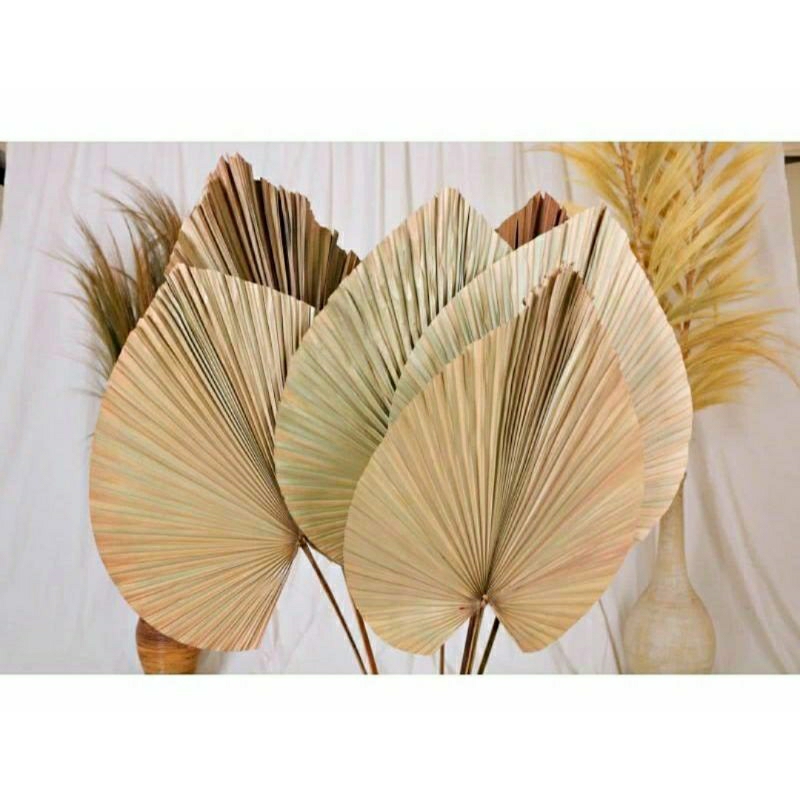 Jual daun palem , daun kering , daun dekorasi , daun rustic 5pcs ...