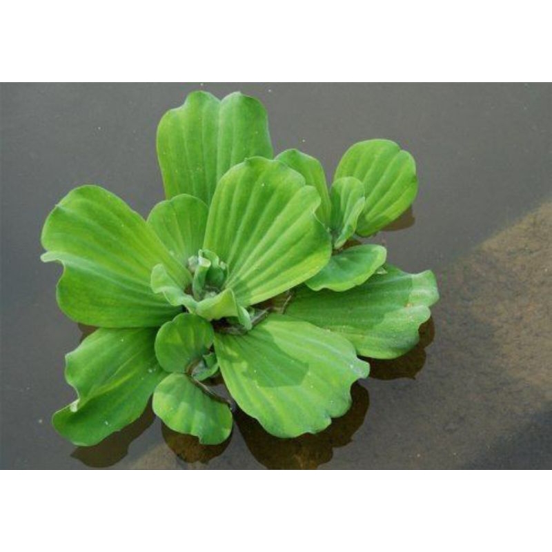 Jual Tanaman Air Hidup Apu-Apu Mawar/Kayu Apung/Pistia Stratiotes ...