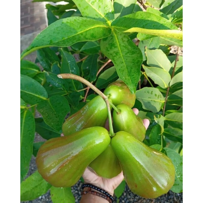 Jual Tanaman Jambu Air Super Green (BISACOD) | Shopee Indonesia