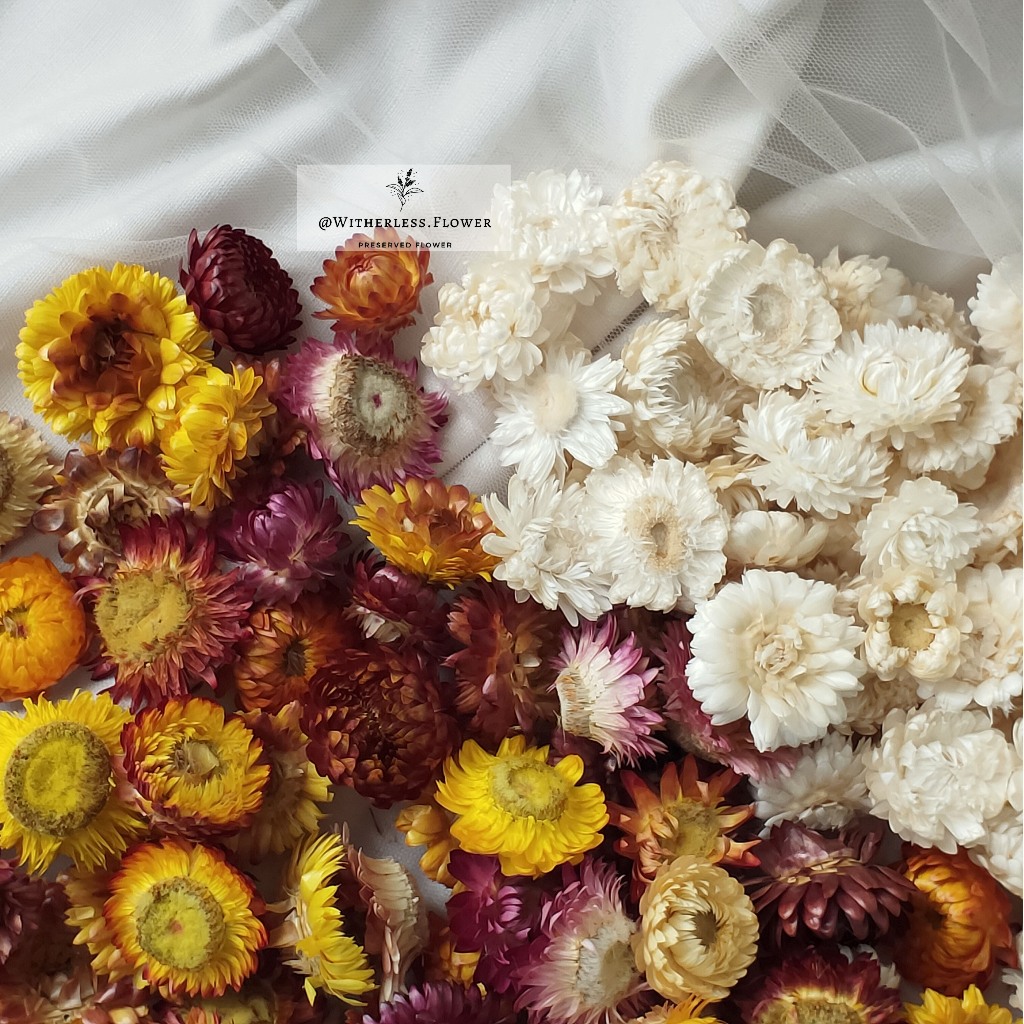 Jual 20gr Dried Helichrysum Flower / Dried Flower / Bunga Kering ...