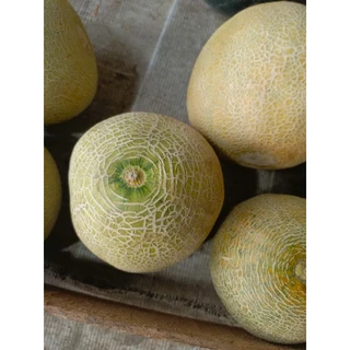 Jual Melon 1 Kg Terlengkap & Harga Terbaru Agustus 2024 | Shopee Indonesia