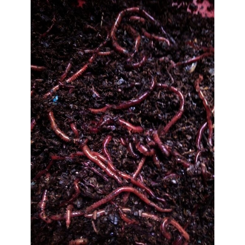 Jual LUR Laut Jenis KEKET / Cacing Laut Merah 100 ekor | Shopee Indonesia