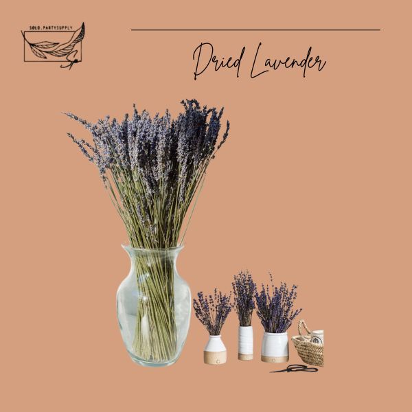 Jual (SHP) TERLARIS (1 PACK 10PCS) Dried Flower Lavender / LAVENDER ...