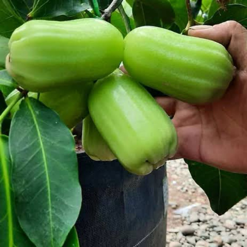 Jual Jambu air taiwan super green (TSG) okulasi cepat berbuah | Shopee ...