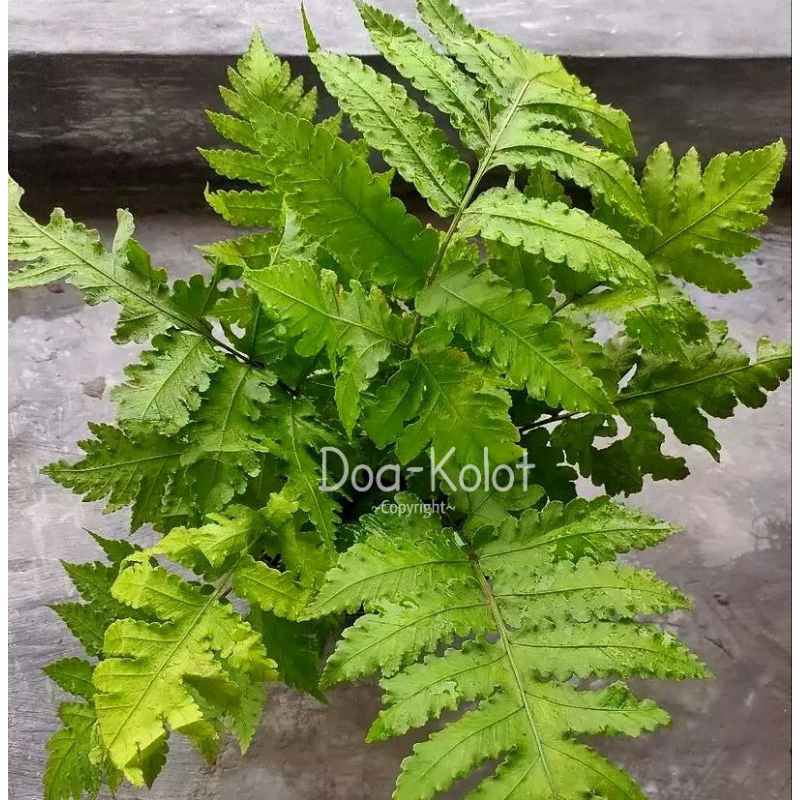 Jual Pakis Kuda Betina Tanaman Hias Paku-pakuan | Shopee Indonesia