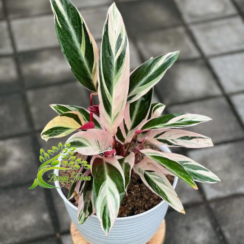 Jual TANAMAN HIAS CALATHEA STOK RIMBUN/CALATHEA BALI + POT PUTIH ...