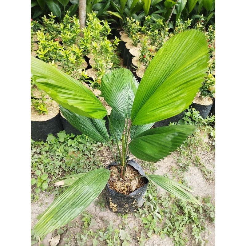 Jual Tanaman Hias Palm Kol - indoor dan outdoor (Best) | Shopee Indonesia
