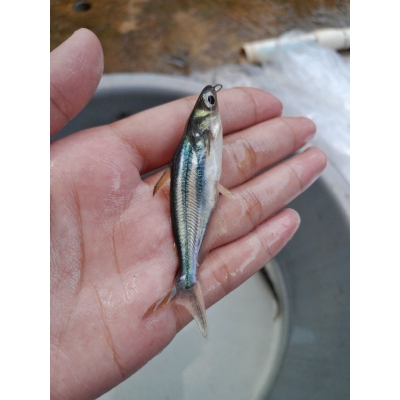 Jual Bibit ikan patin ukuran 7-8cm | Shopee Indonesia