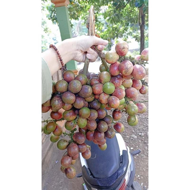 Jual Matoa Fresh Baru petik 1kg | Shopee Indonesia