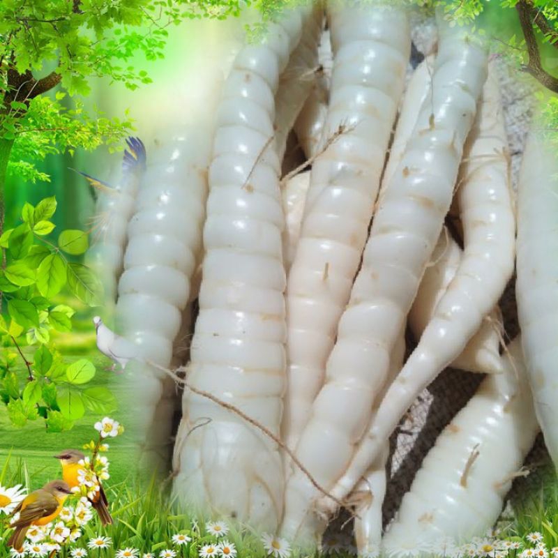 Jual UMBI GARUT/UMBI IRUT FRESH | Shopee Indonesia